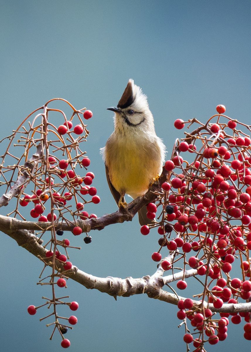 'Cute little bird' Poster, picture, metal print, paint by AxselYustisio ...