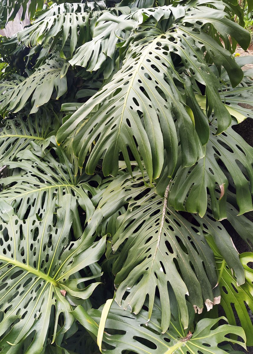 'Monstera Leaves' Poster, picture, metal print, paint by dkDesign ...
