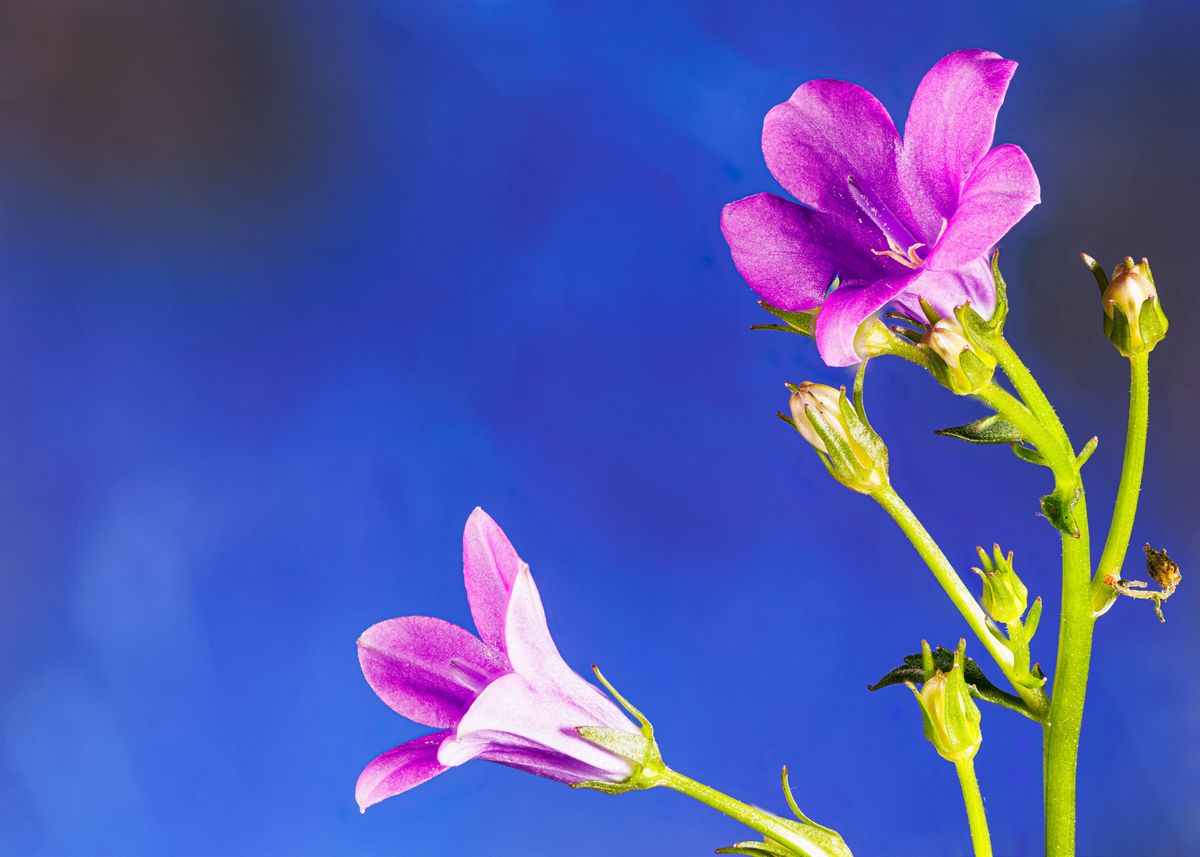 'Ambella bellflower' Poster by Giuseppe Cammino | Displate