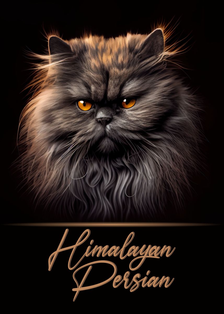'Elegant Himalayan Persian' Poster, picture, metal print, paint by ...