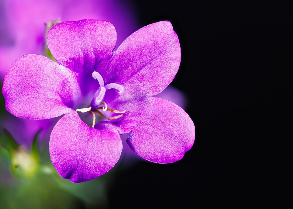 'Ambella bellflower' Poster by Giuseppe Cammino | Displate