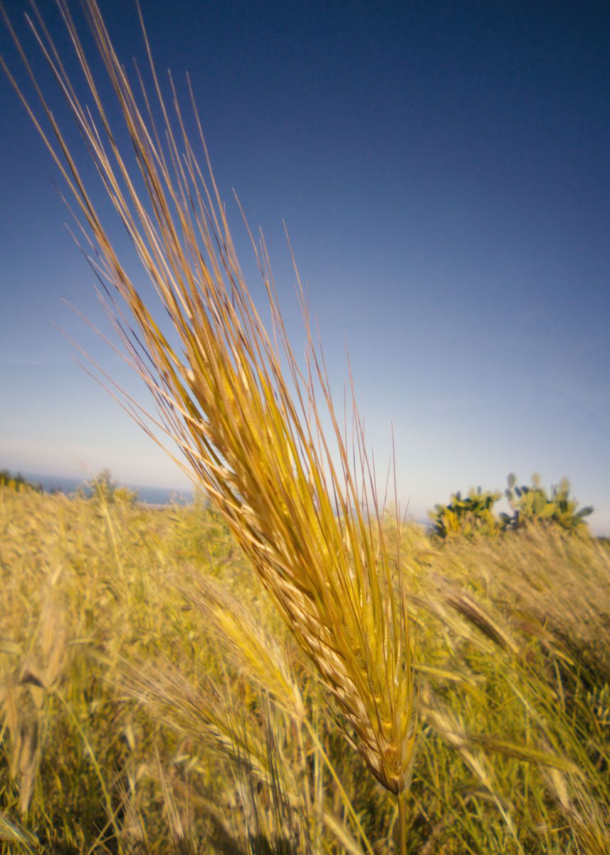 'Ear of wheat curved golden' Poster, picture, metal print, paint by ...