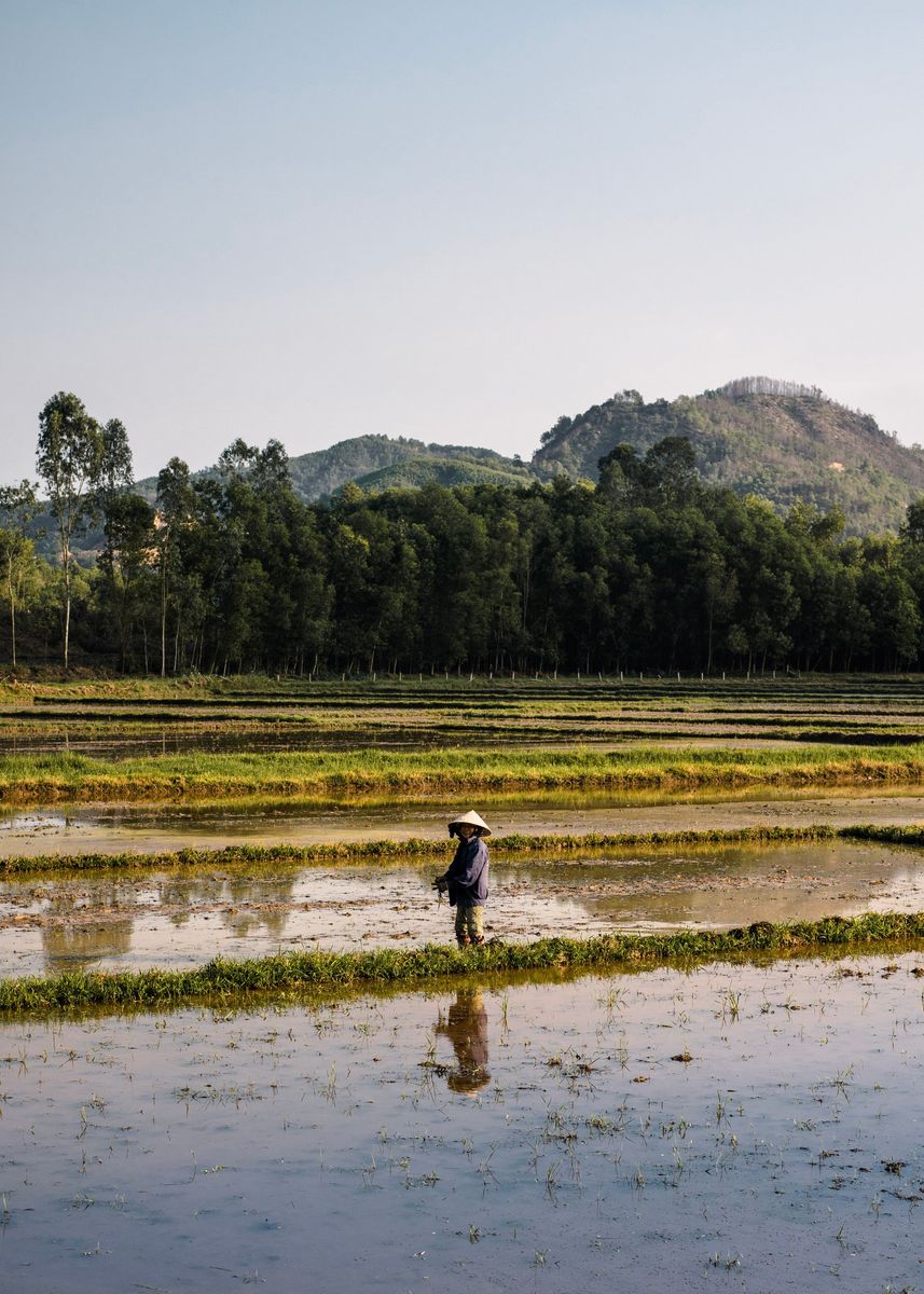 'Rice Field Reflections' Poster, picture, metal print, paint by ...