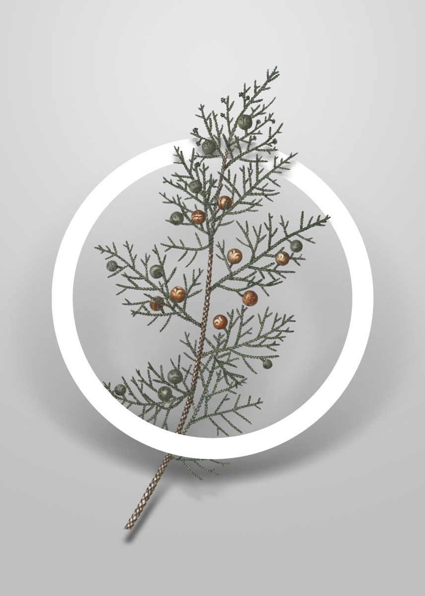 'Phoenicean Juniper Flower' Poster, picture, metal print, paint by Holy ...