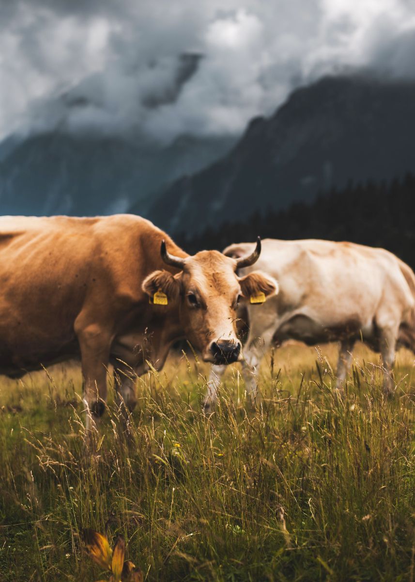 'Cow' Poster, picture, metal print, paint by DombaHitam Studio | Displate