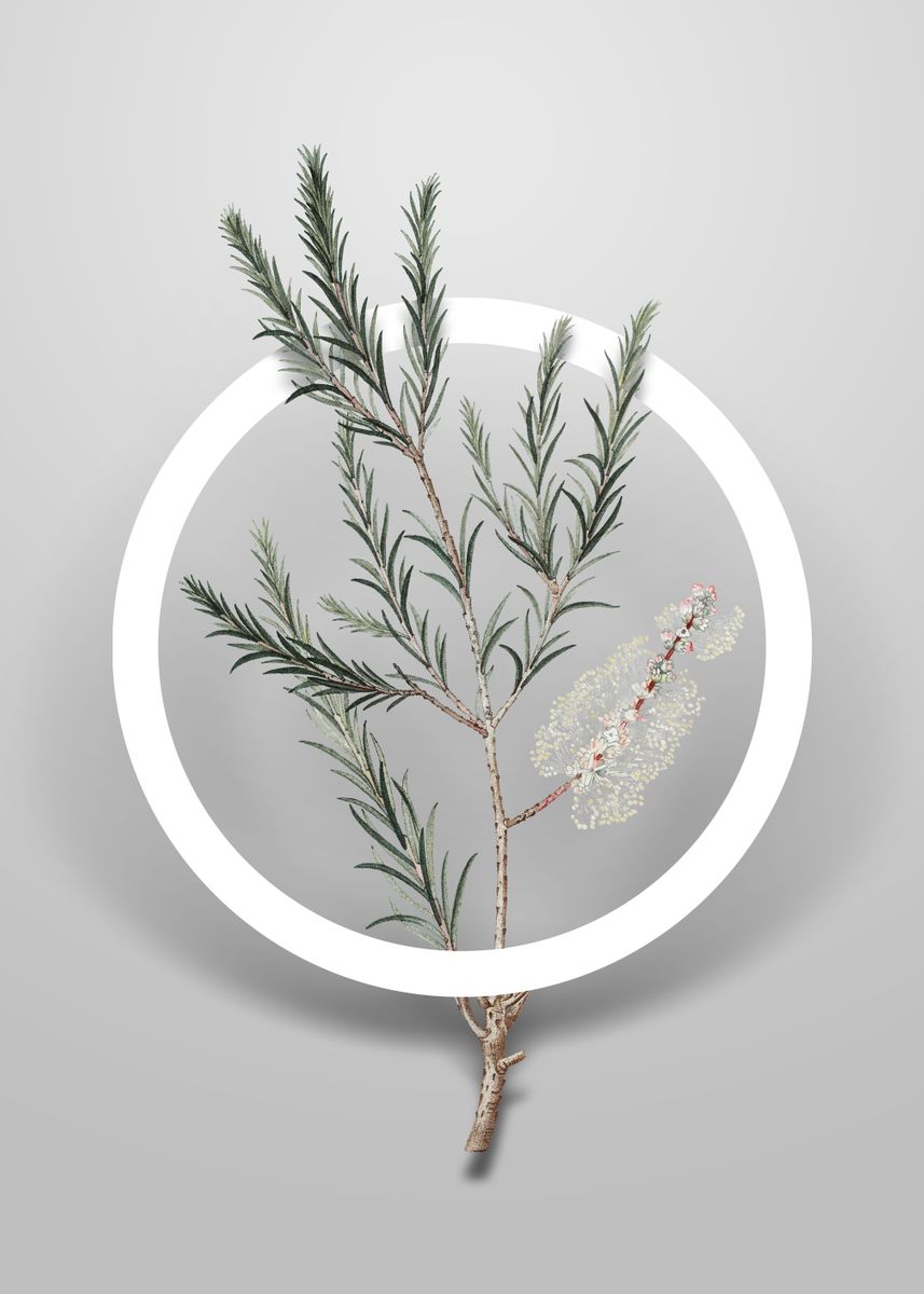 'Swamp Paperbark Branch Art' Poster, picture, metal print, paint by ...