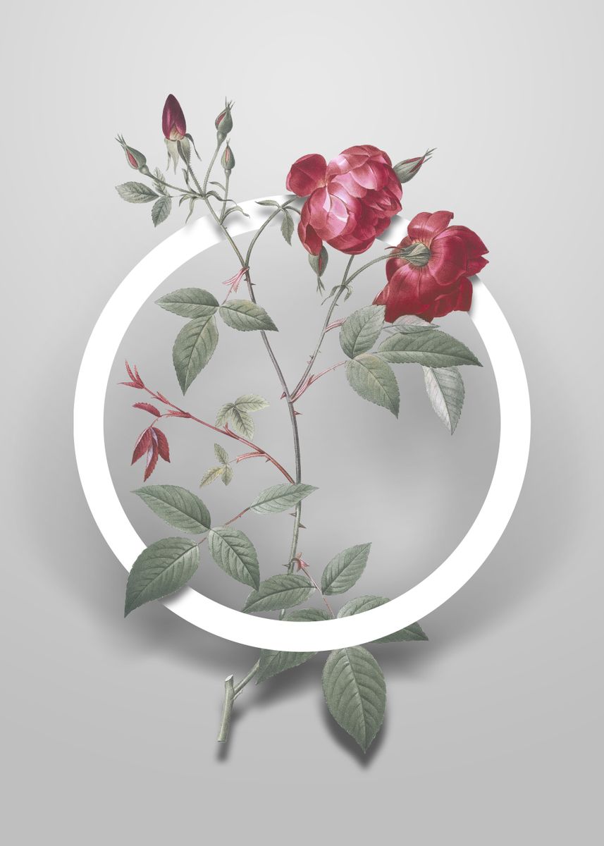 'Velvet China Rose Flower' Poster by Holy Rock Design | Displate