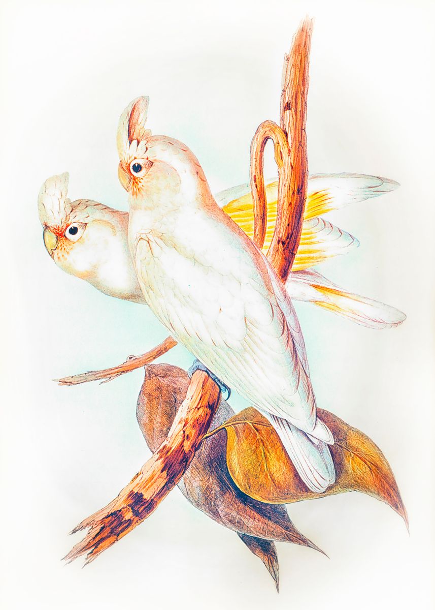 'Blood stained Cockatoo' Poster, picture, metal print, paint by Mango ...