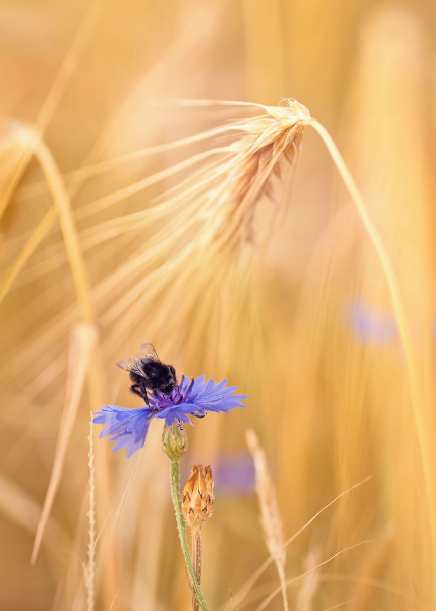 'Bumblebee' Poster, picture, metal print, paint by photoplace | Displate