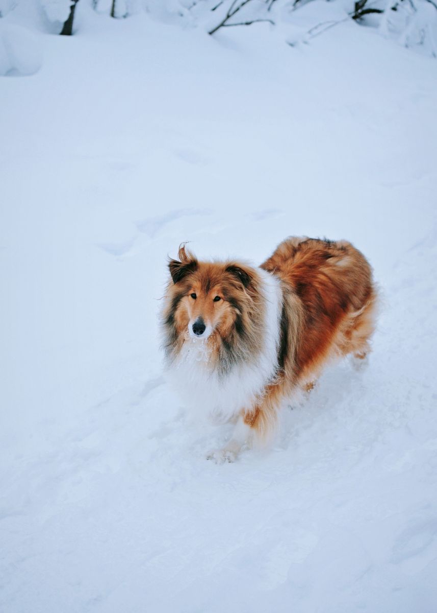 'Special Dogs' Poster, picture, metal print, paint by Stephen ...