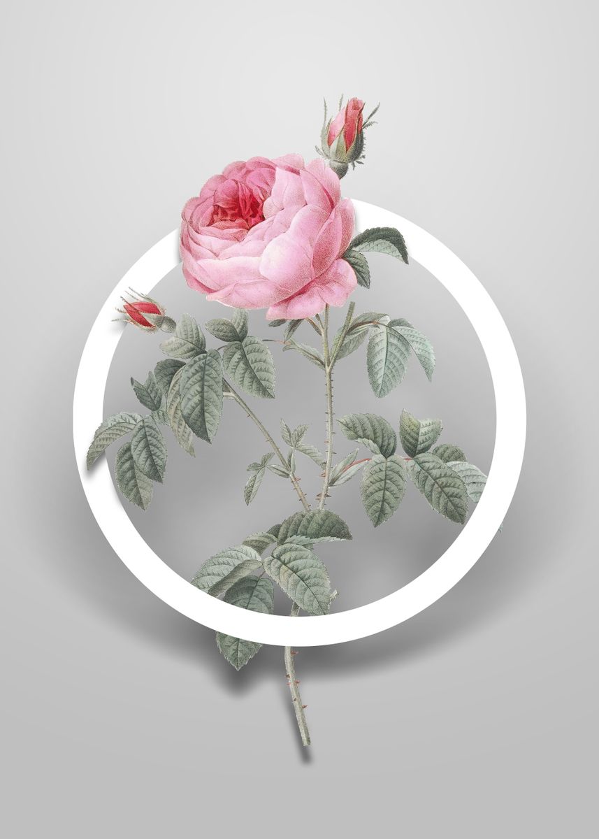 'Provence Rose Bloom Flower' Poster by Holy Rock Design | Displate