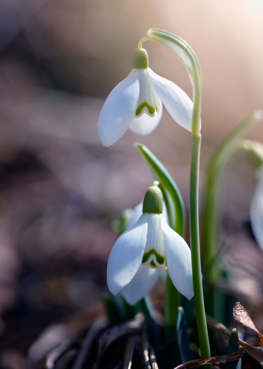 'White snowdrops' Poster by anettastar | Displate