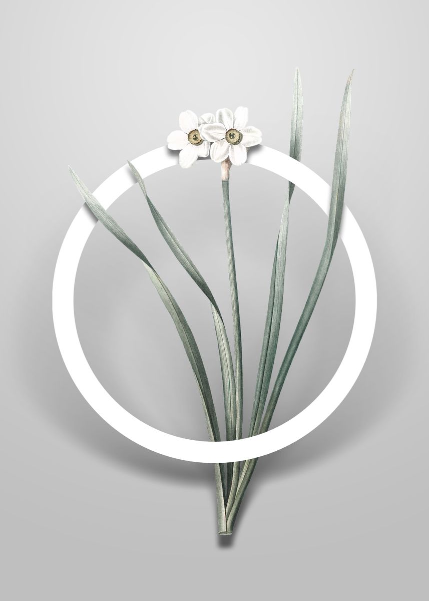 'Primrose Peerless Flower' Poster, picture, metal print, paint by Holy ...