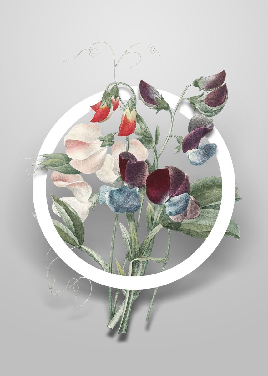 'Vintage Sweet Pea Flower' Poster, picture, metal print, paint by Holy ...