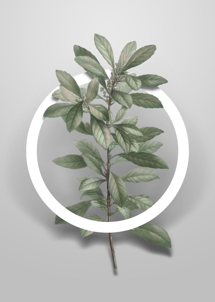 'Firetree Branch Plant Art' Poster, picture, metal print, paint by Holy ...