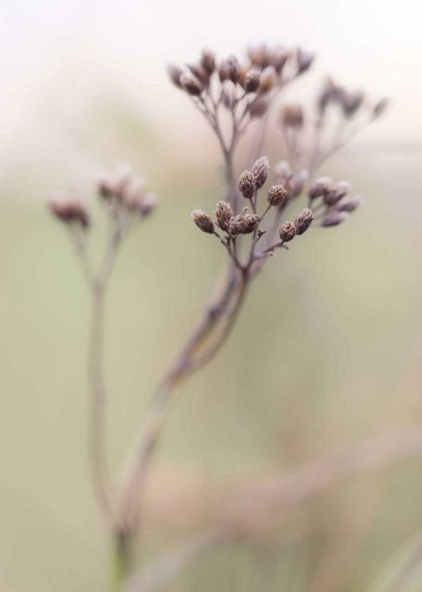 'ephemeral beauty' Poster, picture, metal print, paint by photoplace ...