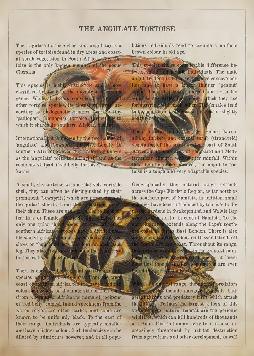 'Angulate Tortoise' Poster, picture, metal print, paint by Aged Pixel ...