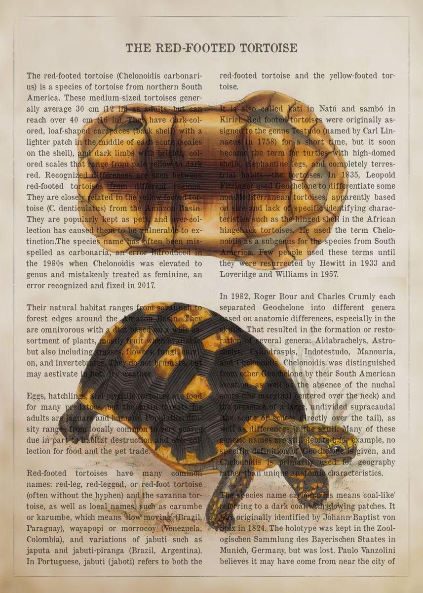 'Red Footed Tortoise' Poster, picture, metal print, paint by Aged Pixel ...