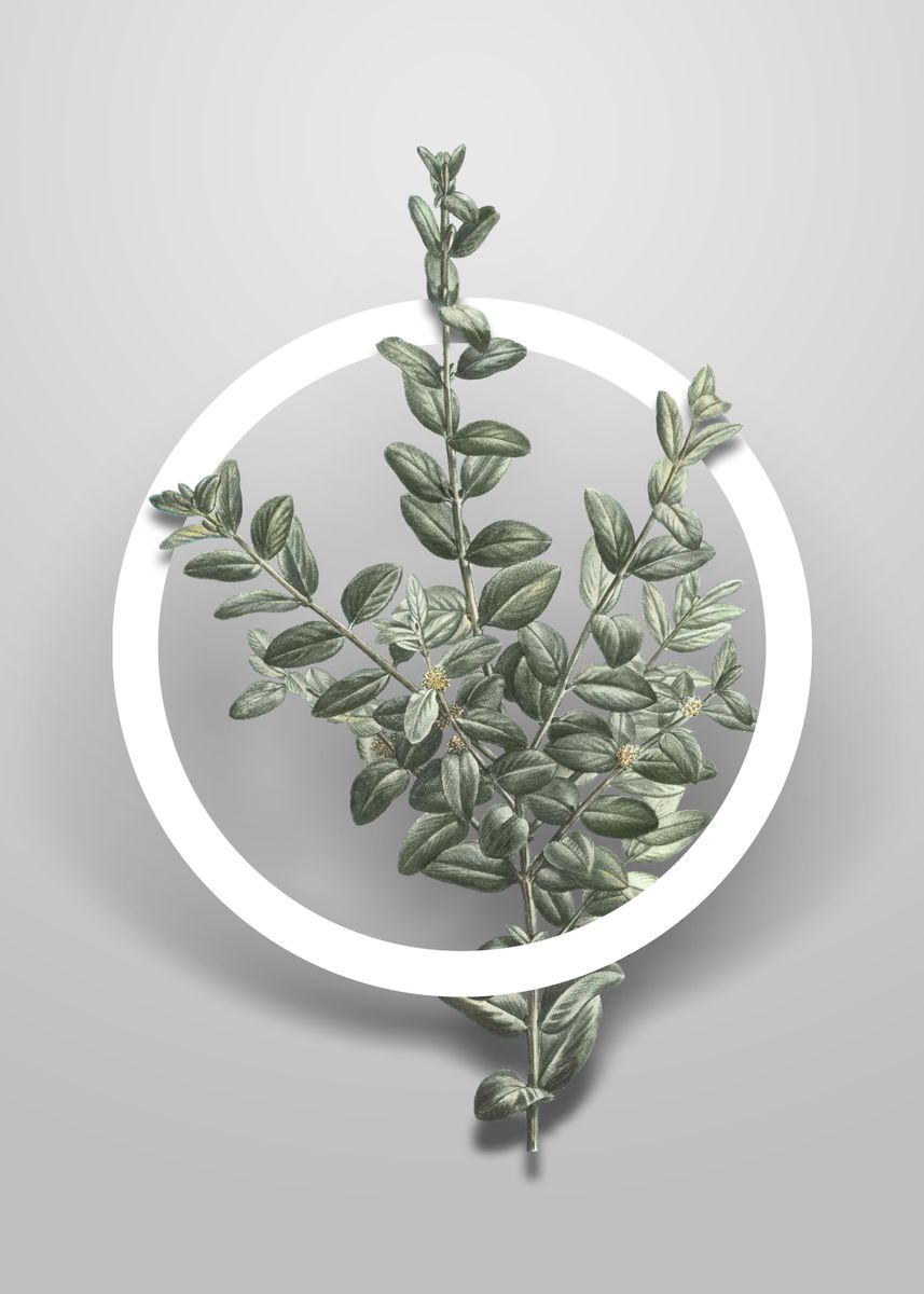 'Boxwood Bush Flower Circle' Poster, picture, metal print, paint by ...