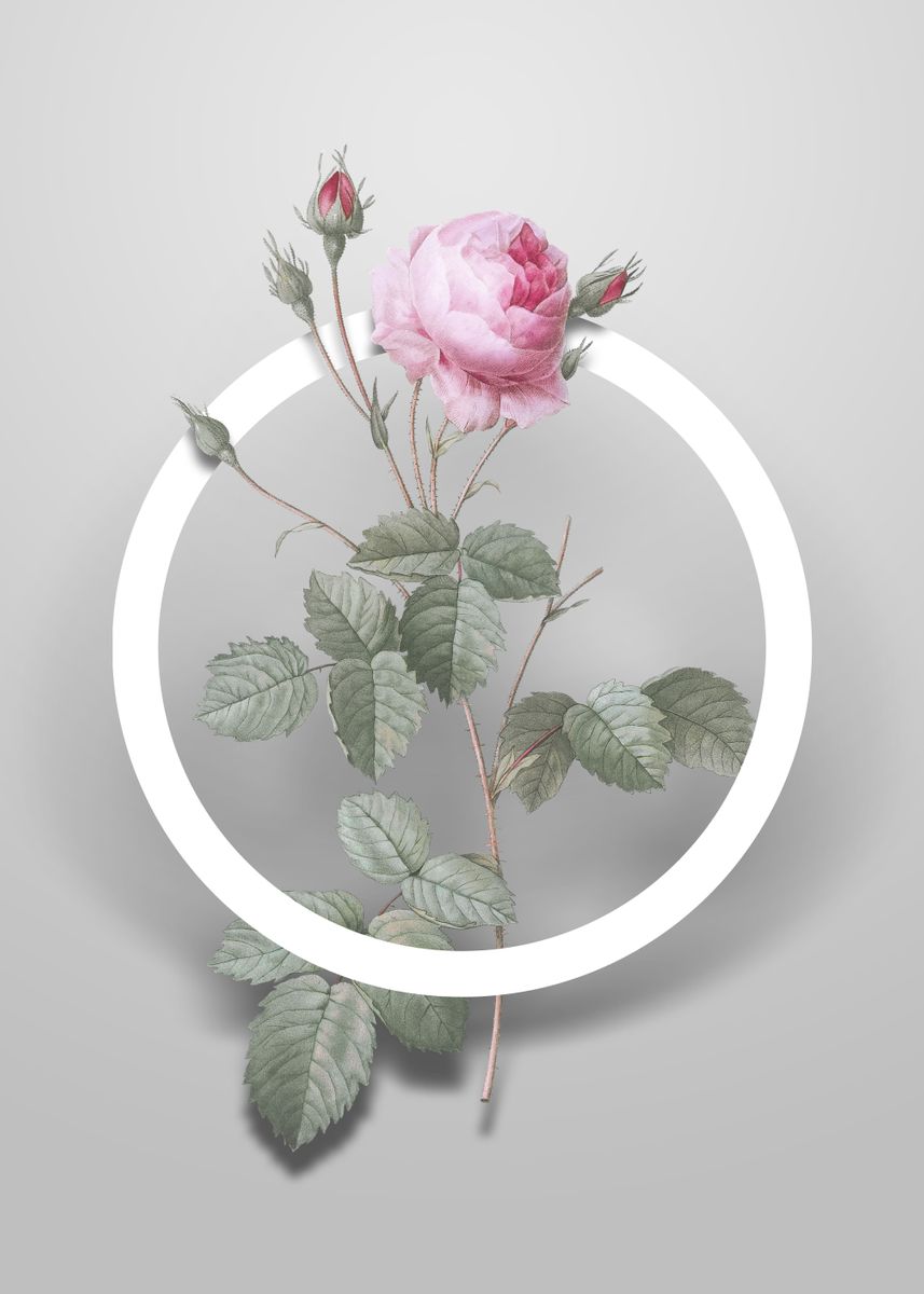'Provence Rose Flower Art' Poster by Holy Rock Design | Displate