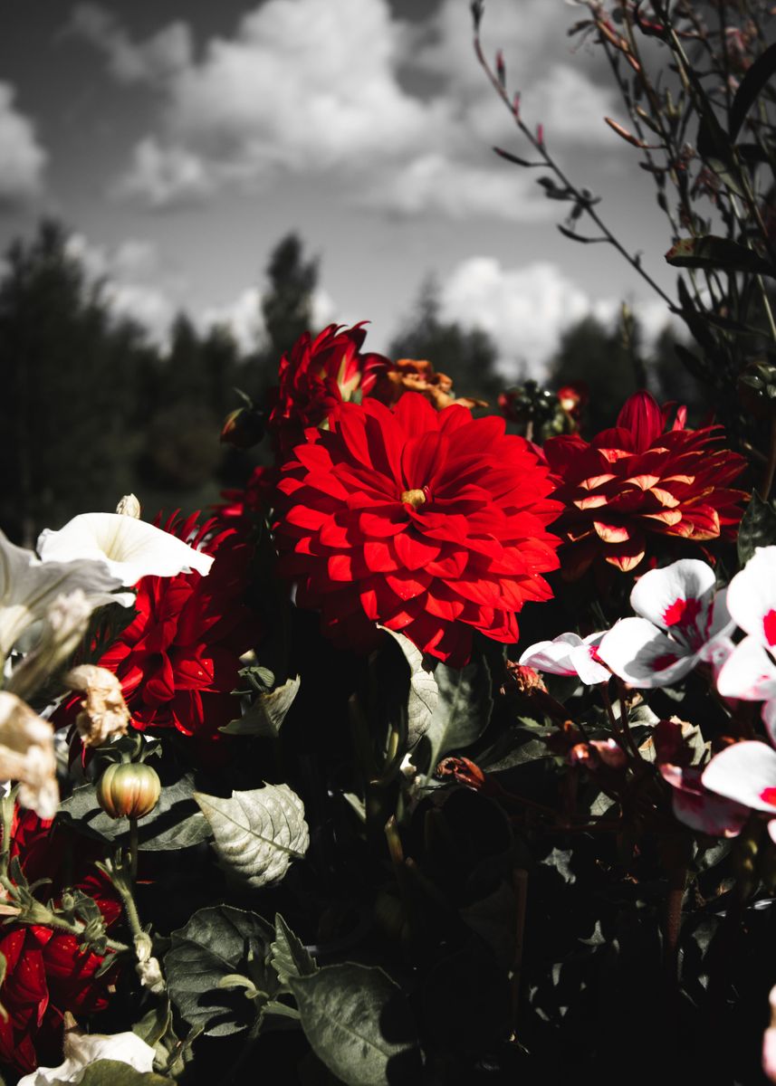 'Red Flower' Poster, picture, metal print, paint by Henry Niskanen ...