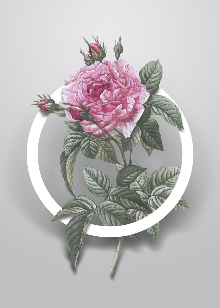 'Pink French Rose Flower' Poster, picture, metal print, paint by Holy ...