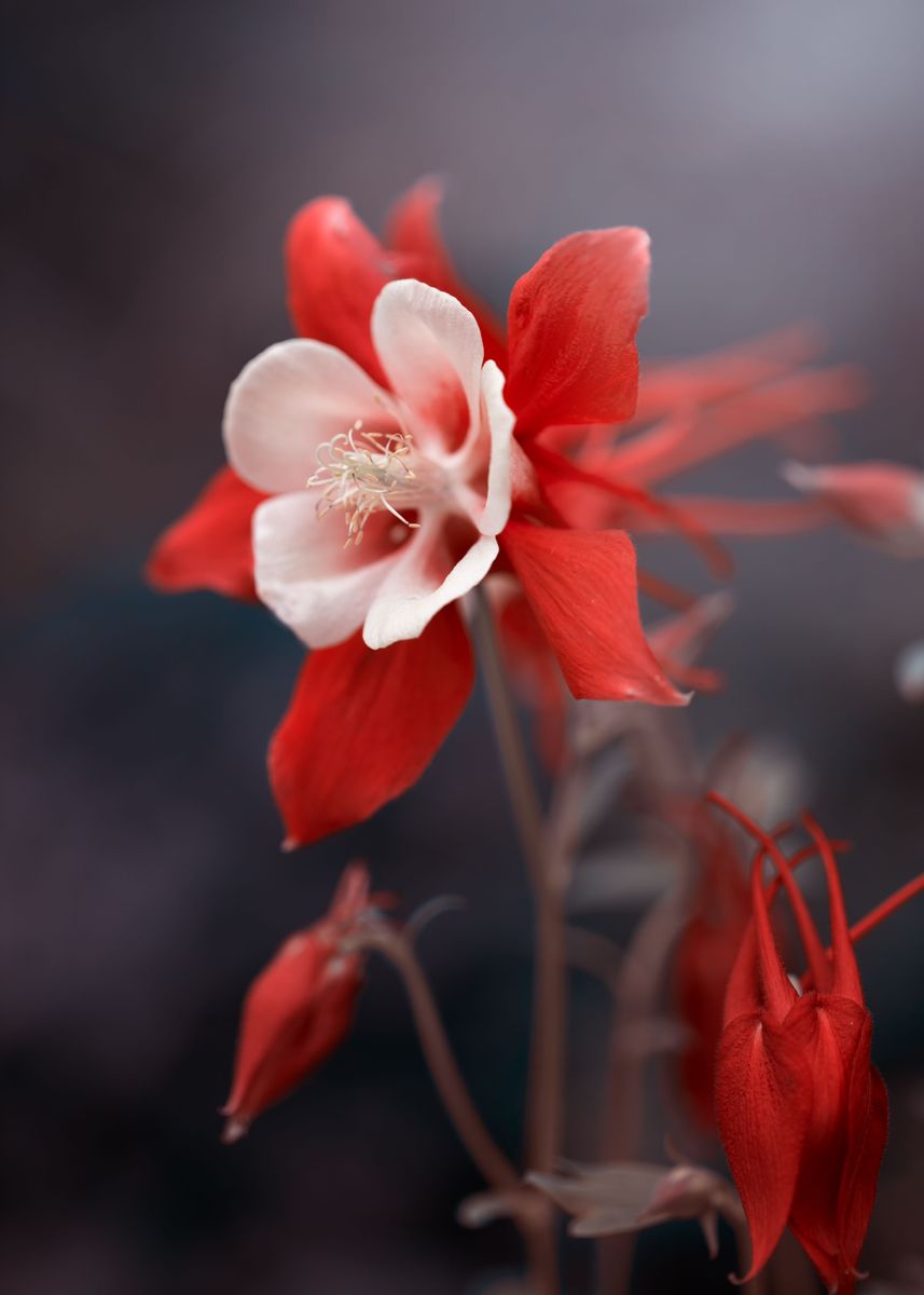 'Blooming red columbines' Poster, picture, metal print, paint by ...