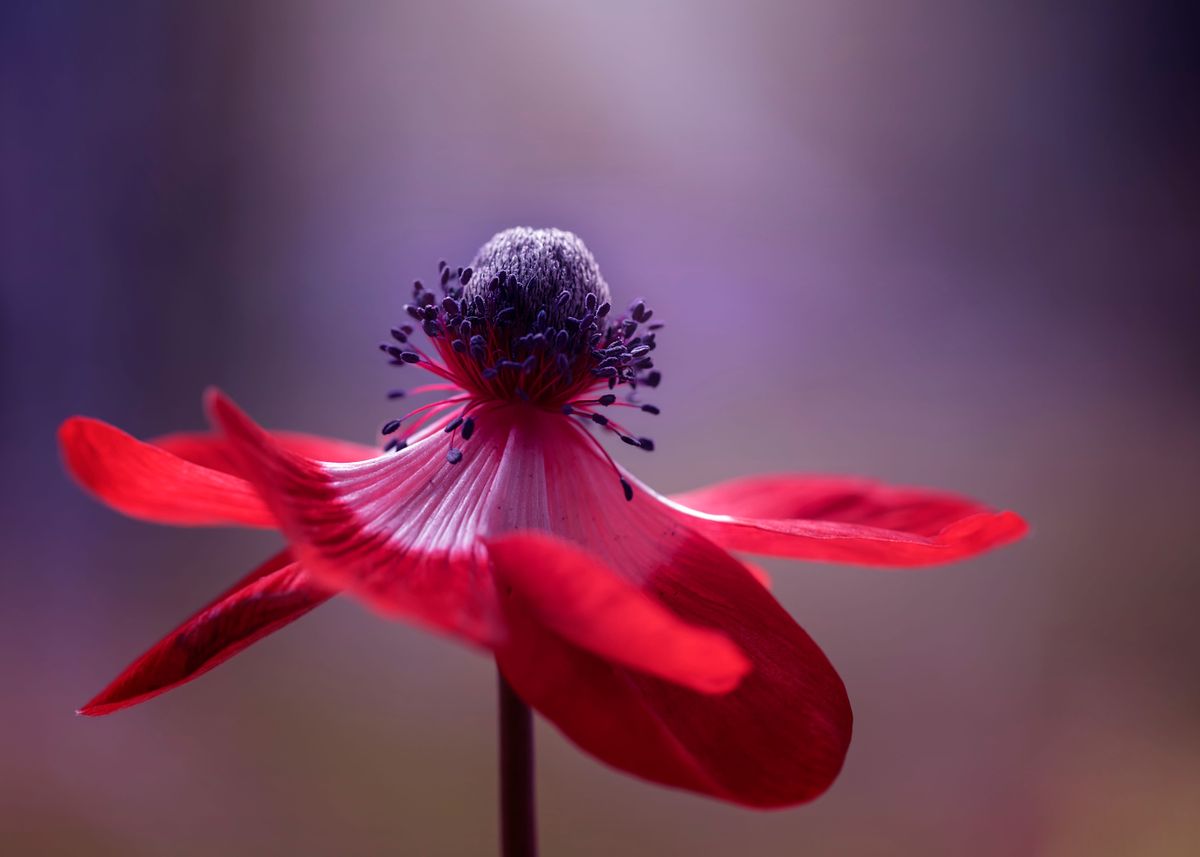 'Dancing Anemone' Poster by anettastar | Displate
