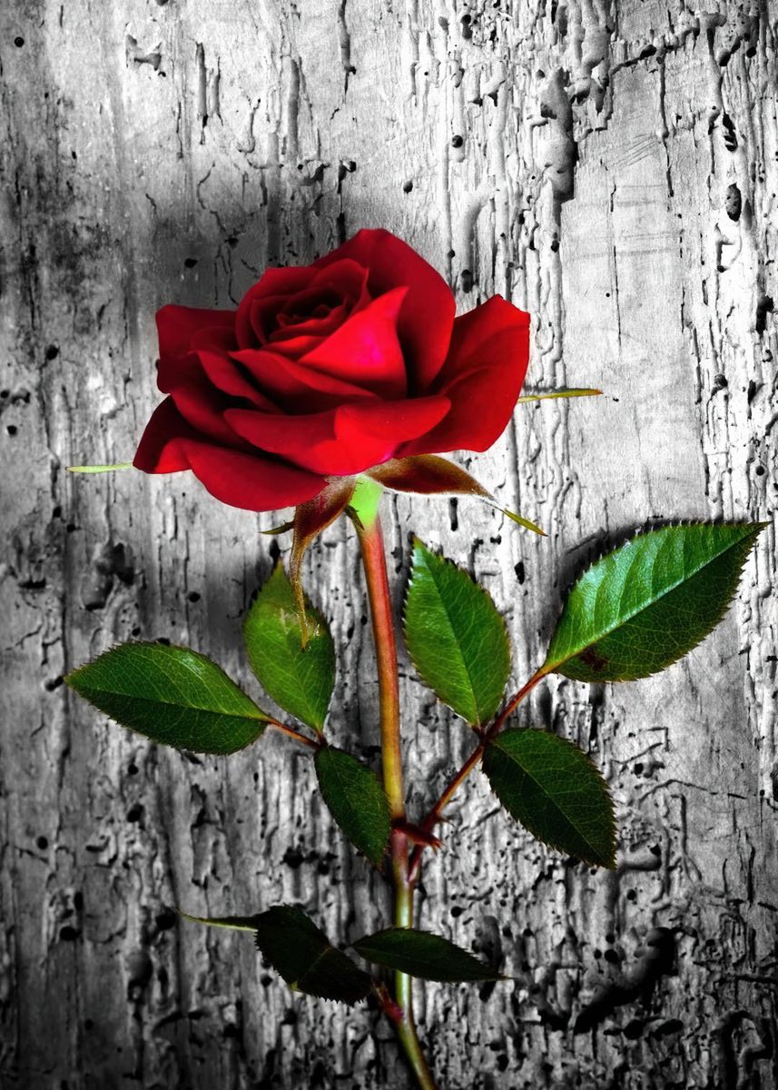 'Rose Posters' Poster, picture, metal print, paint by Robert Design ...