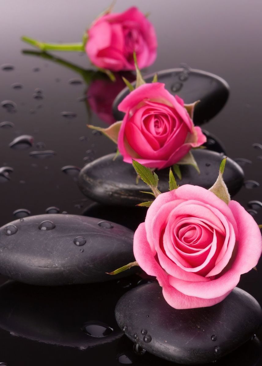 'Pink Roses' Poster, picture, metal print, paint by Robert Design ...