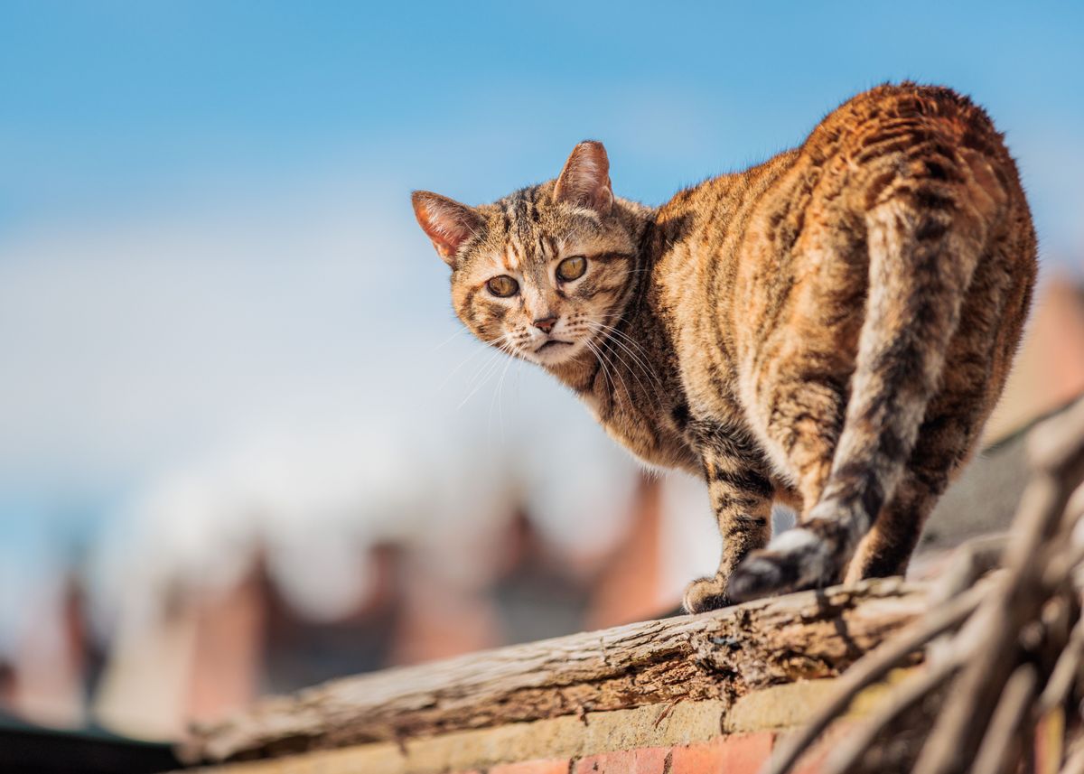 'Cat Looking Back' Poster by Gorma Kuma | Displate