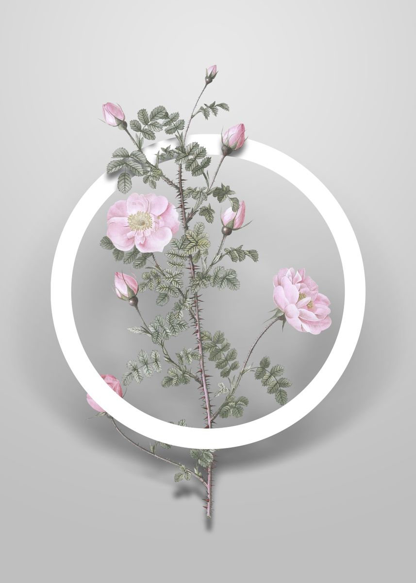 'Pink Scotch Briar Rose Art' Poster, picture, metal print, paint by ...