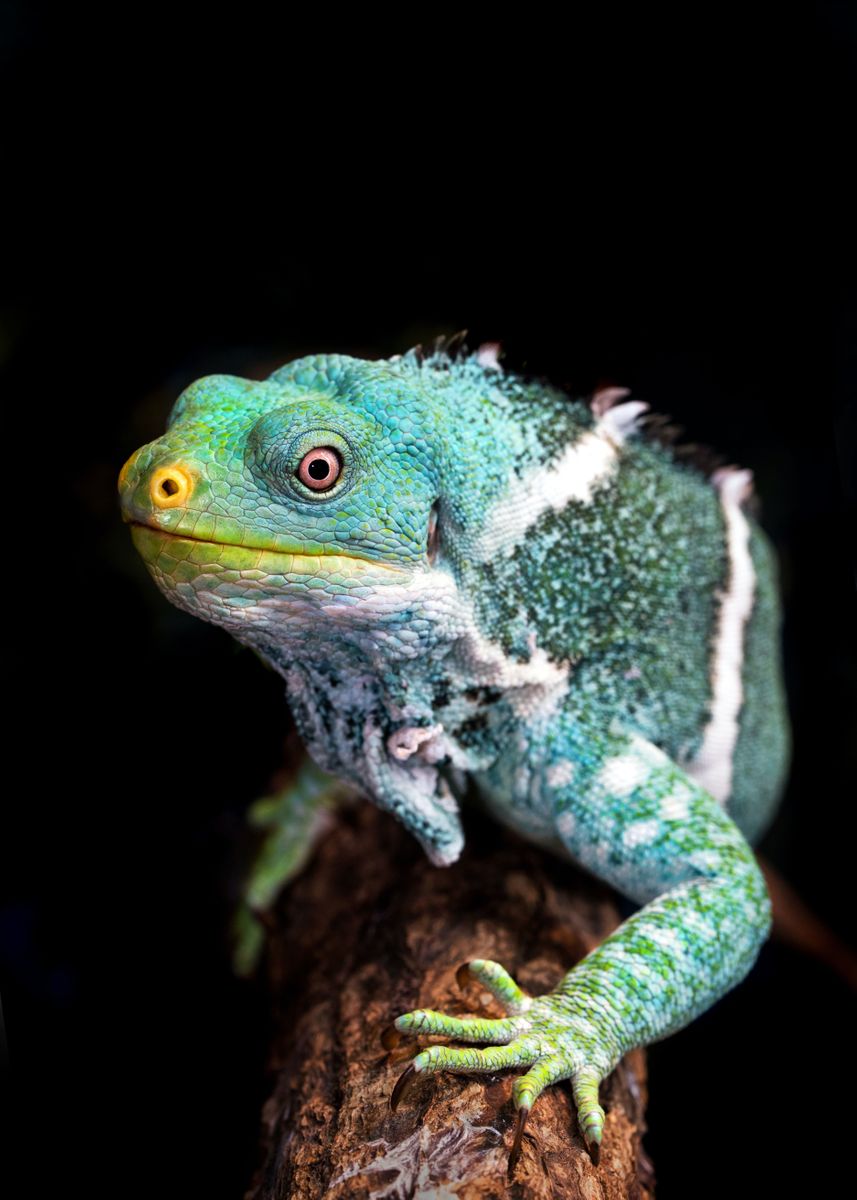 'Gecko cyan color' Poster, picture, metal print, paint by Travel Travel ...