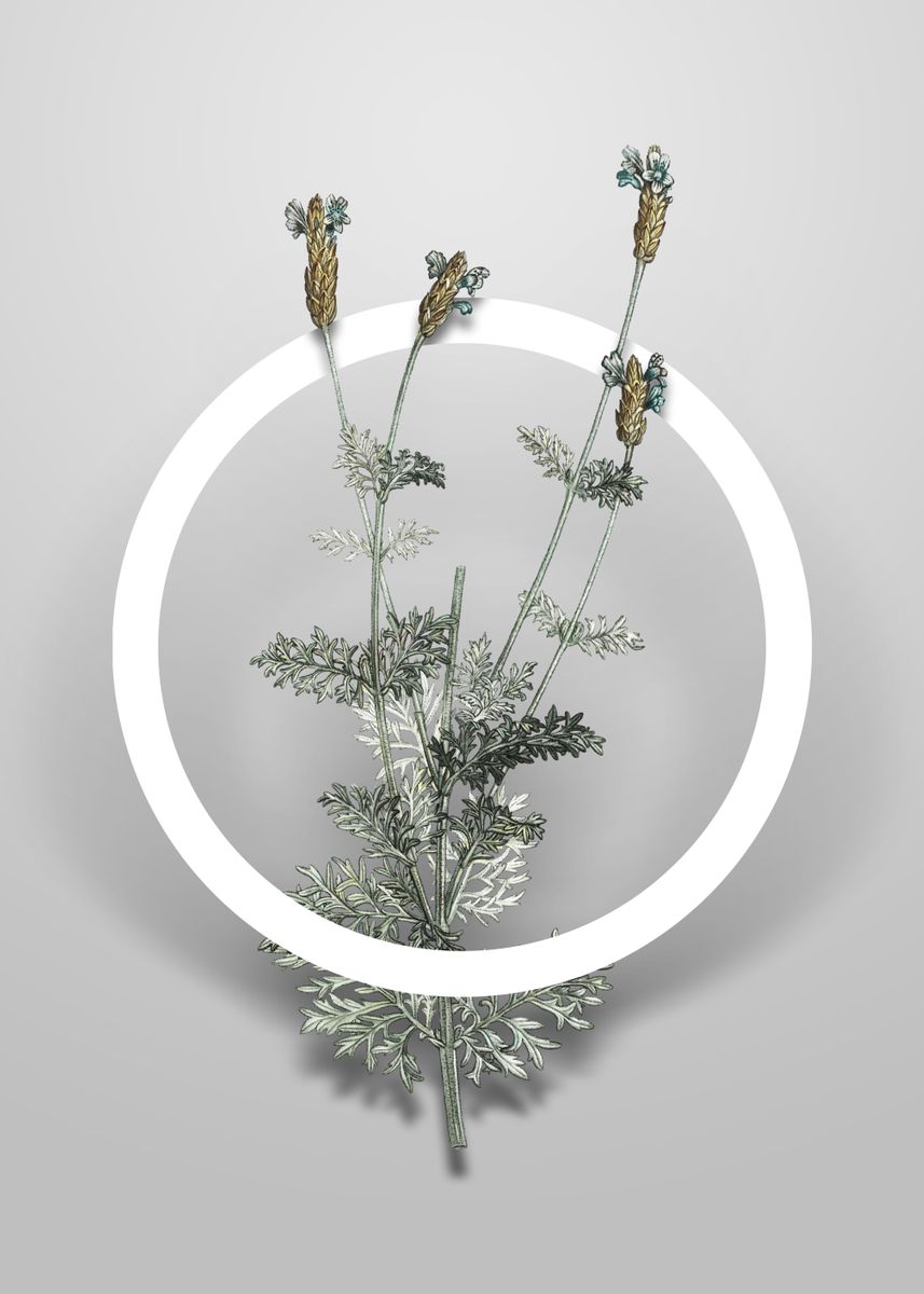 'Spanish Lavender Flower' Poster, picture, metal print, paint by Holy ...