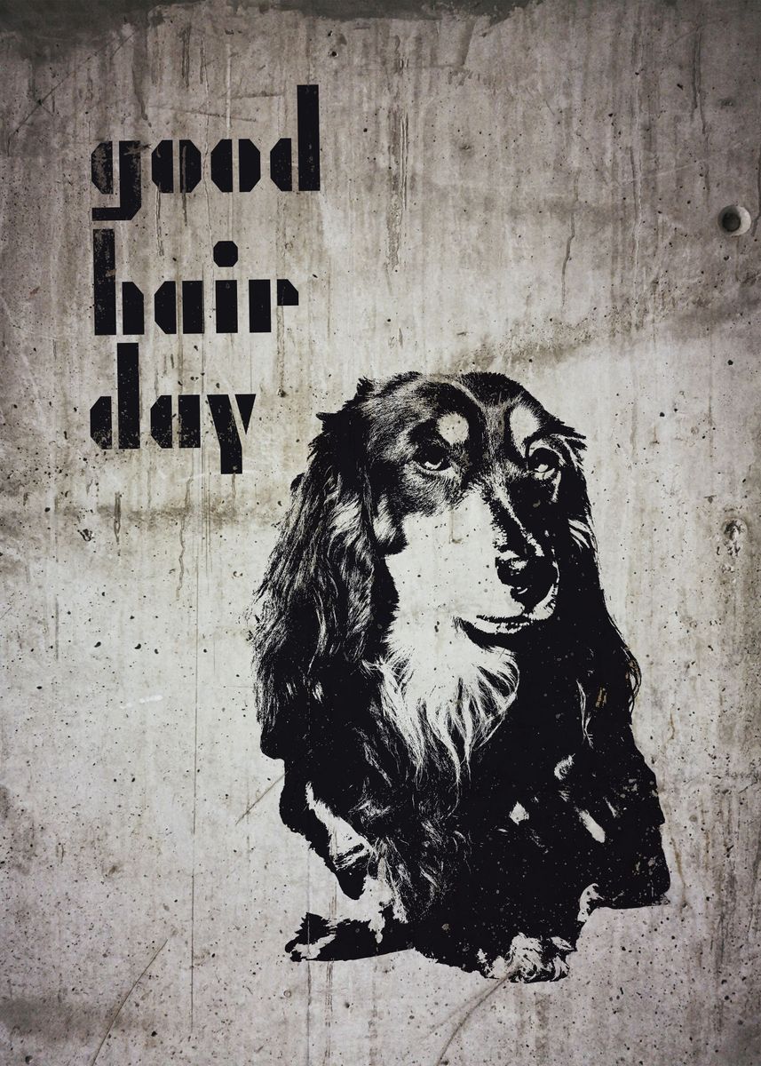 'Longhaired Dachshund Dog ' Poster by Jovana | Displate