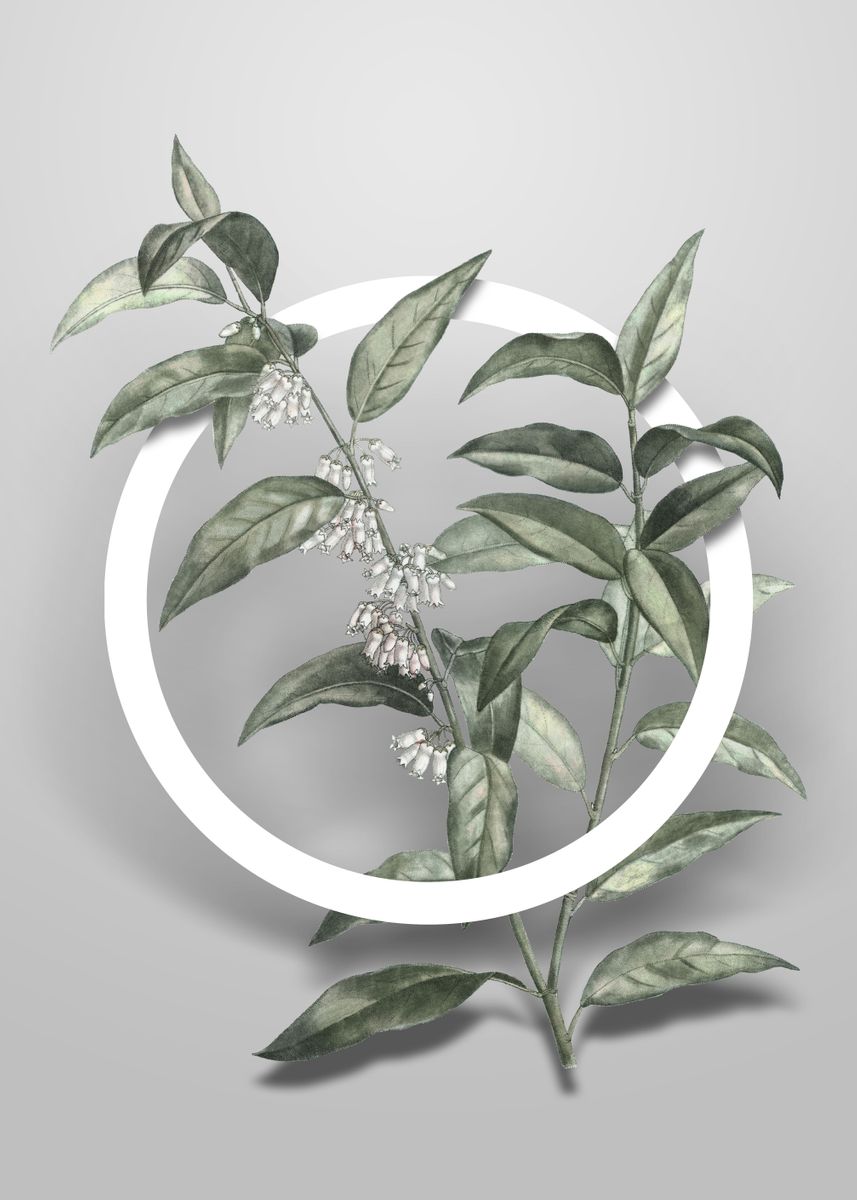 'Andromeda Acuminata Bloom' Poster, picture, metal print, paint by Holy ...