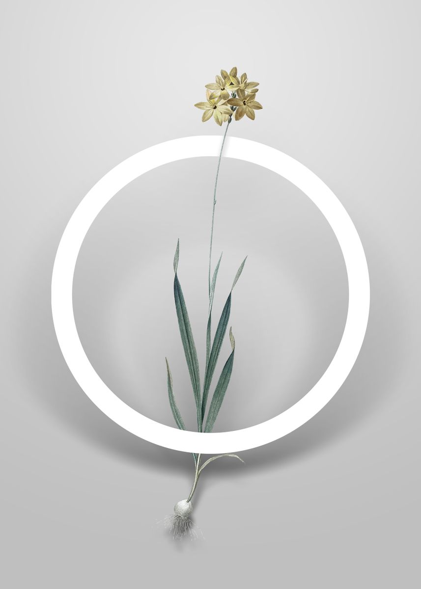 'Vintage Orange Ixia Flower' Poster, picture, metal print, paint by ...