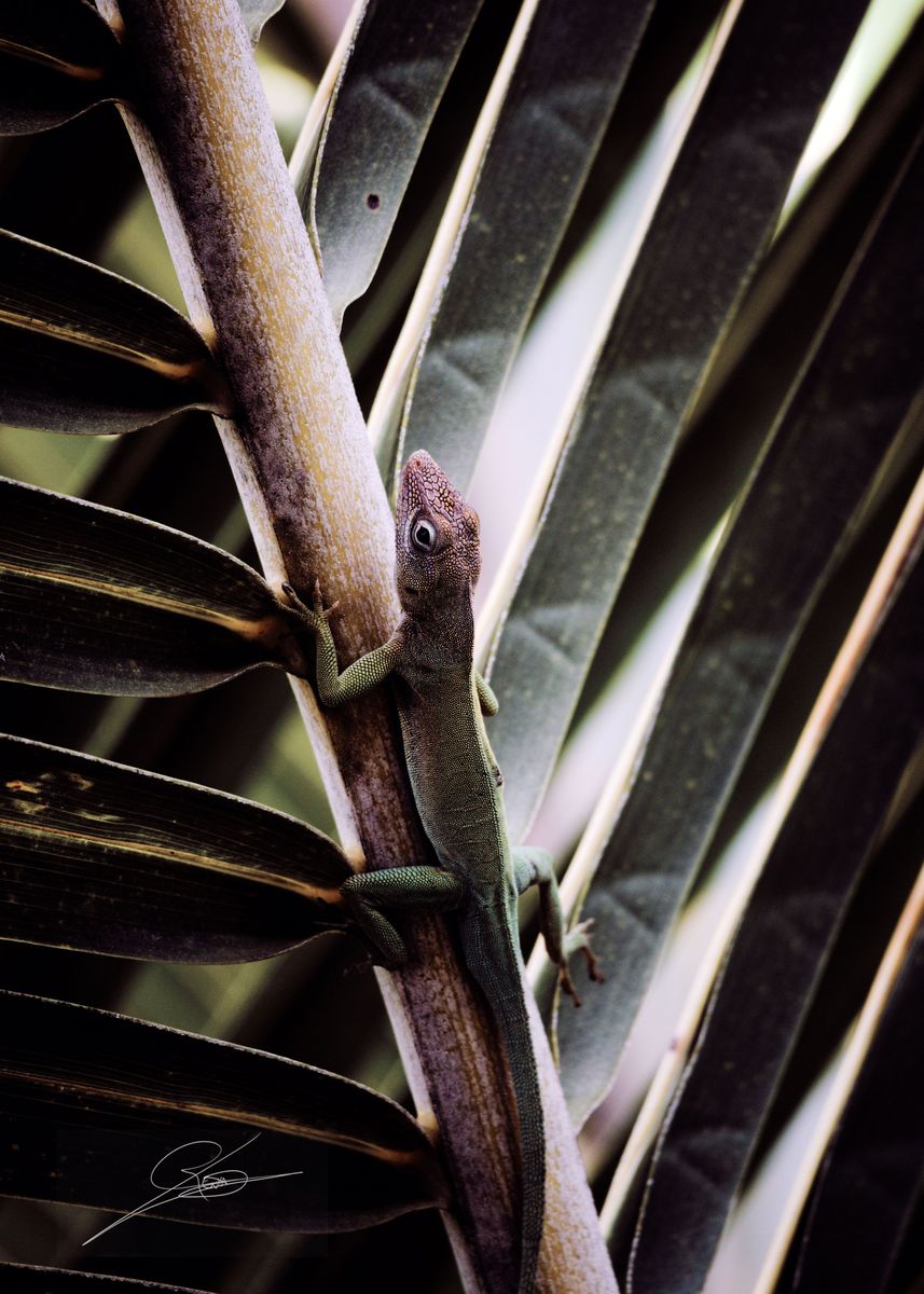 'Anolis in the dark' Poster, picture, metal print, paint by Gwadeconet ...