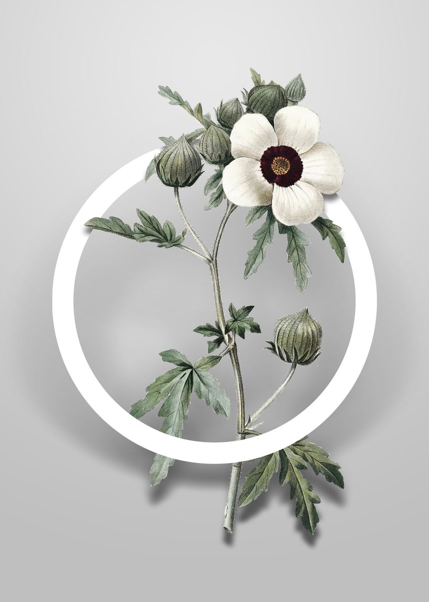 'Venice Mallow Flower Art' Poster, picture, metal print, paint by Holy ...