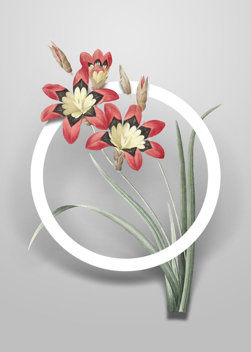 'Ixia Tricolore Flower Art' Poster, picture, metal print, paint by Holy ...
