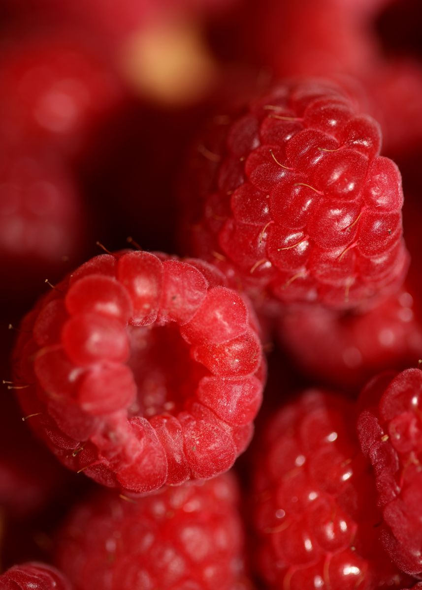 'Red raspberries fruits' Poster, picture, metal print, paint by ...
