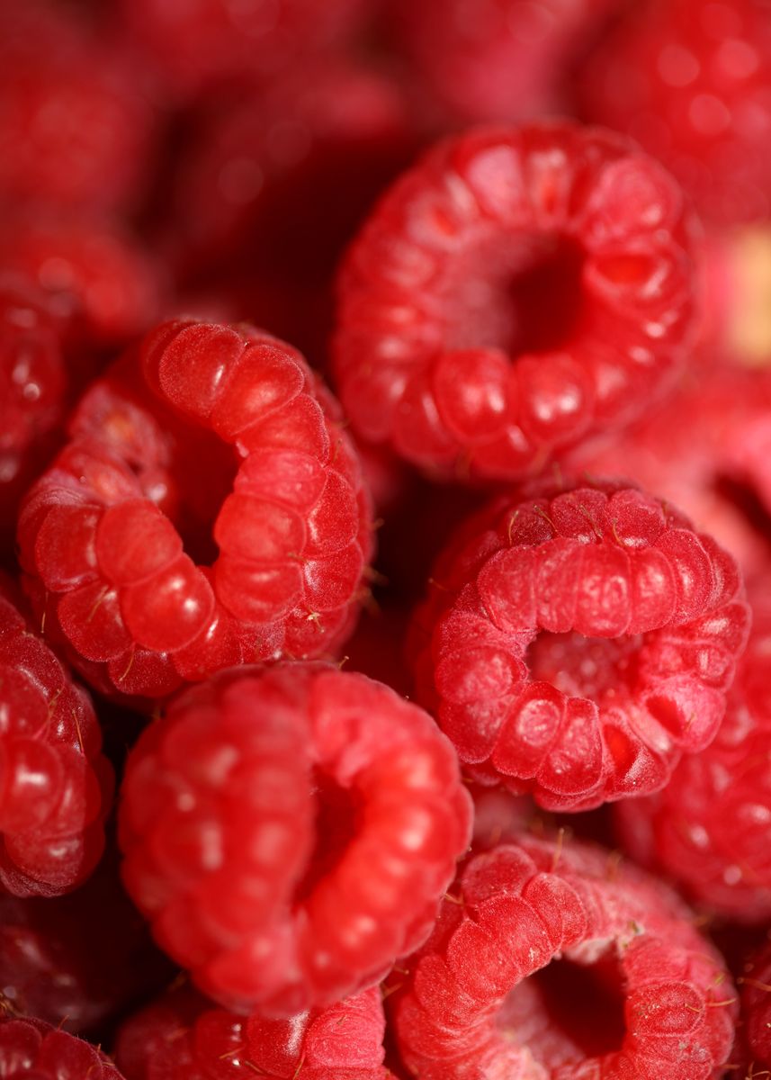 'Red raspberries fruits' Poster, picture, metal print, paint by ...