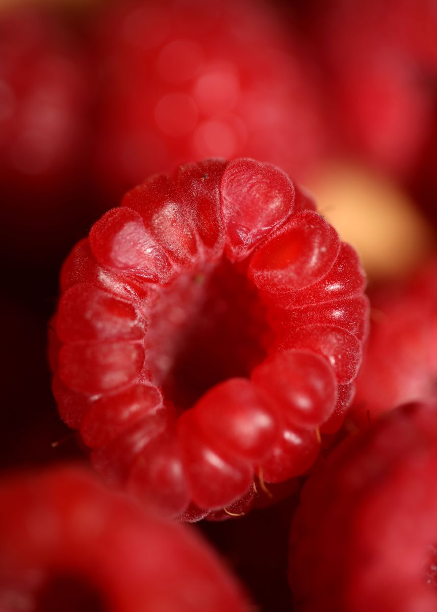 'Red raspberries fruits' Poster, picture, metal print, paint by ...