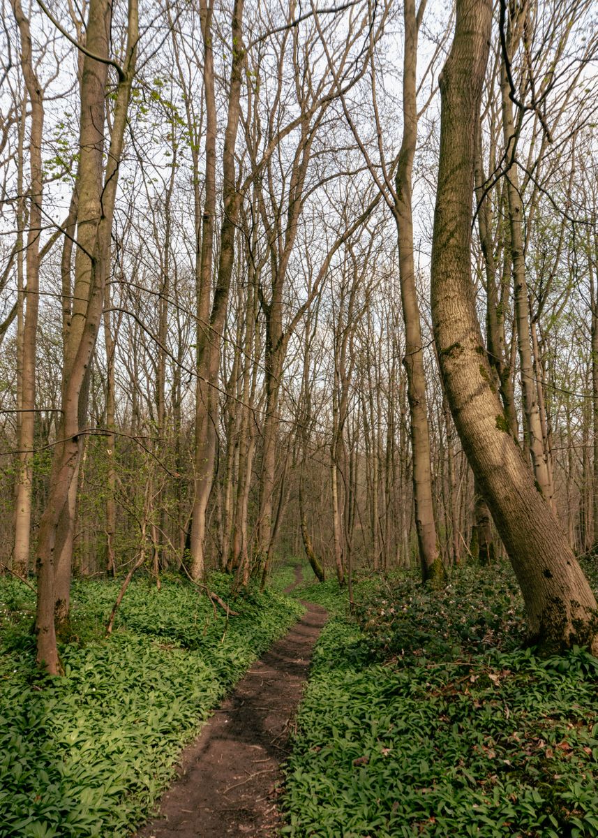 'Winding Woodland Path' Poster, picture, metal print, paint by Nathan ...