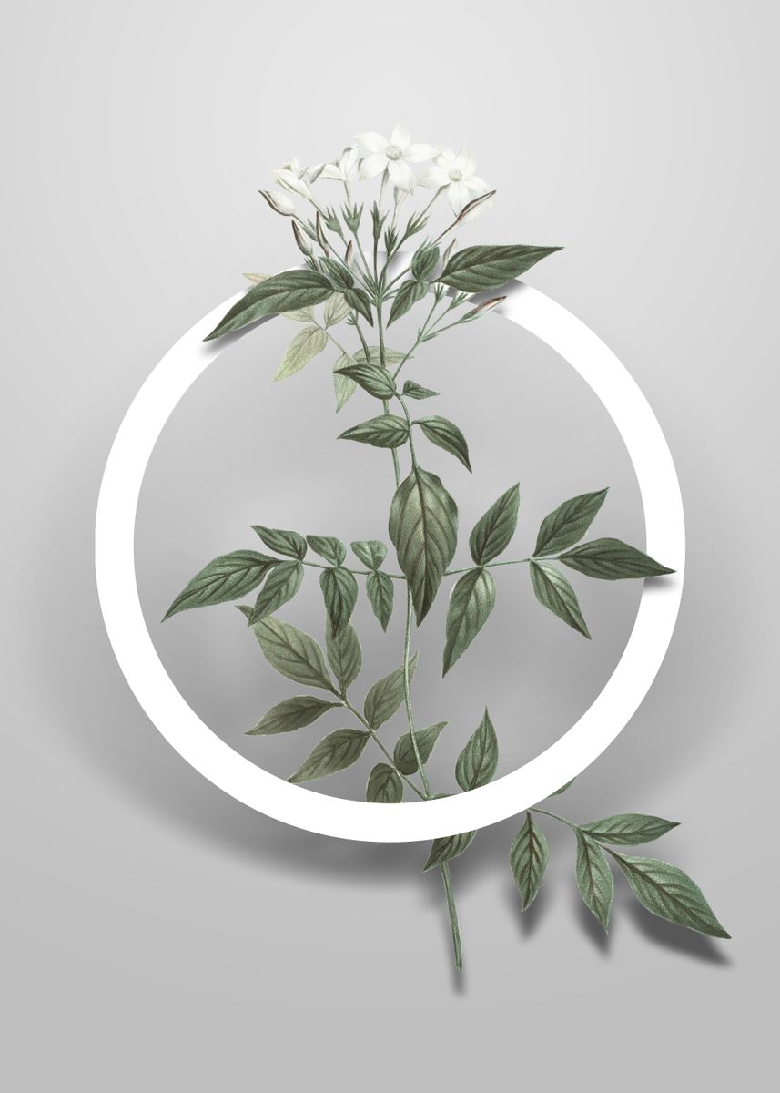 'Jasmin Officinale Flower' Poster by Holy Rock Design | Displate
