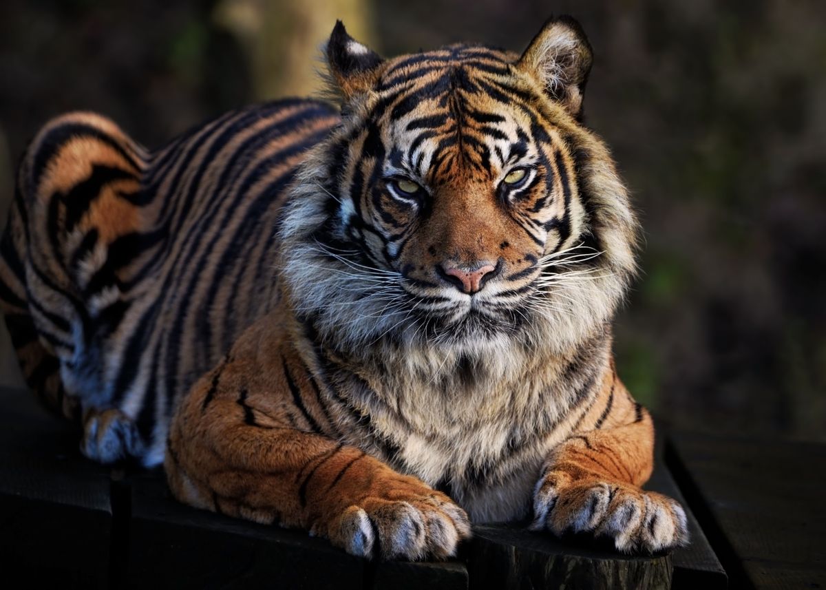 'sumatran tiger' Poster by Travel Travel | Displate