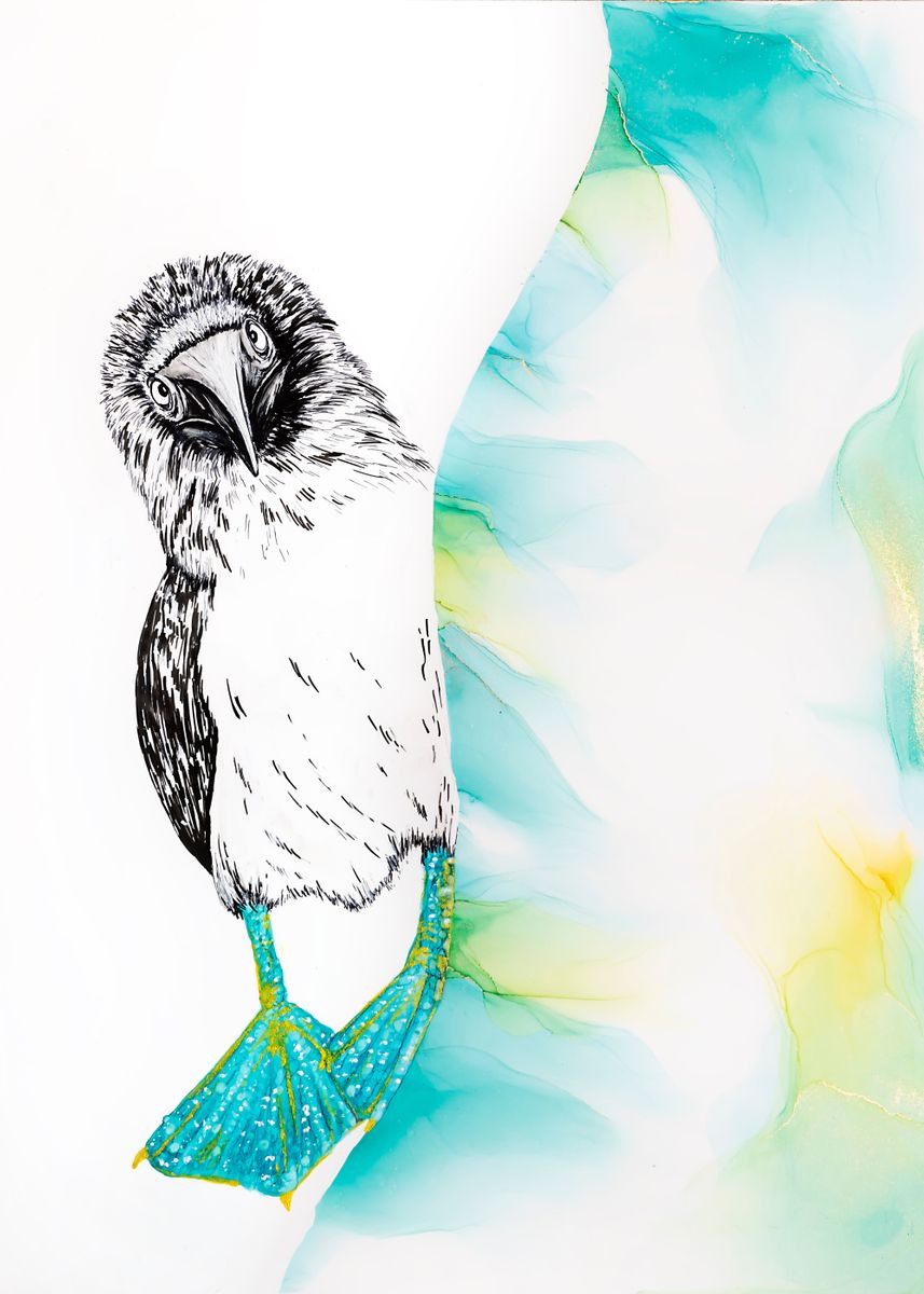 'Blue footed booby' Poster, picture, metal print, paint by Olga ...
