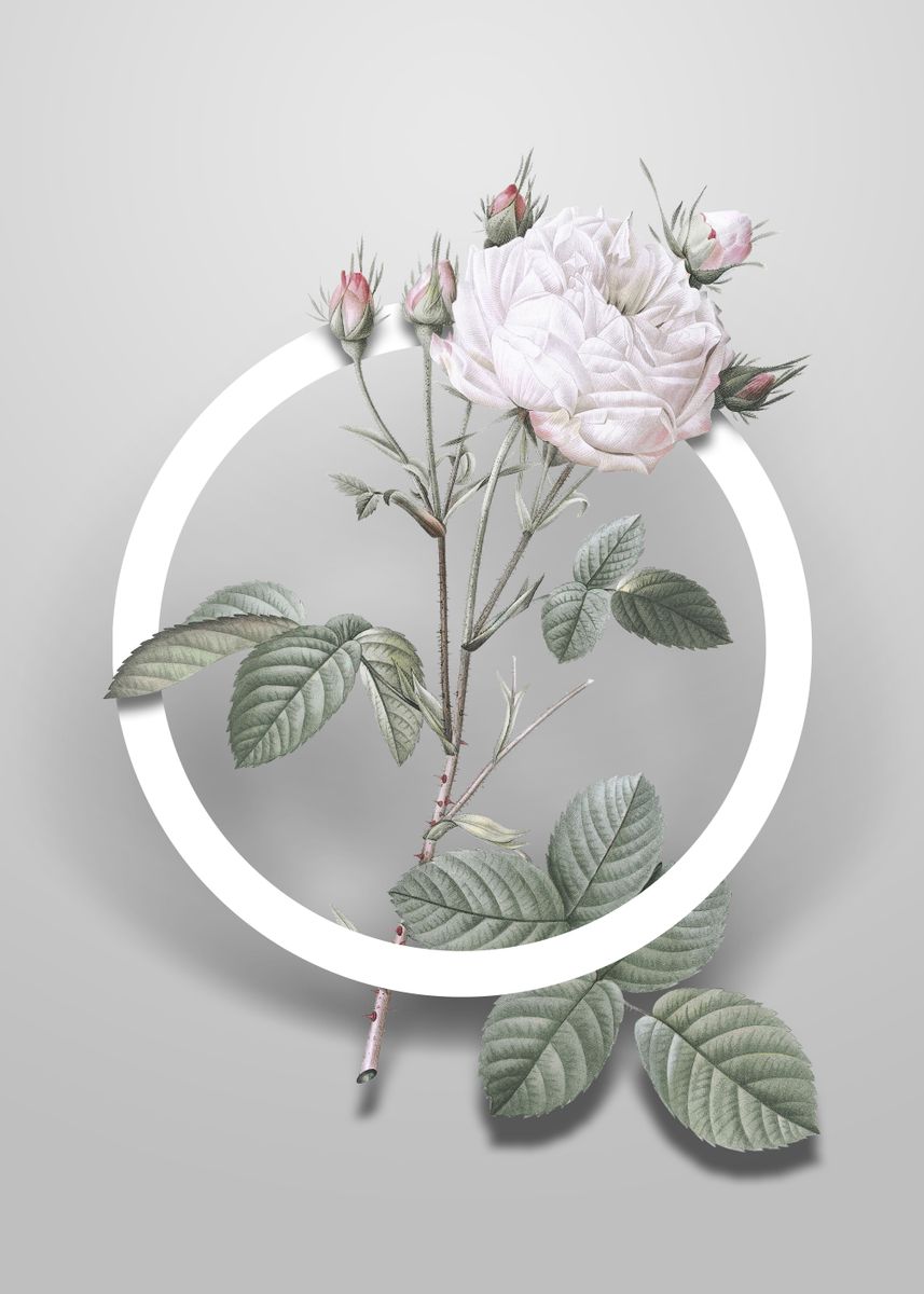 'White Provence Rose Flower' Poster, picture, metal print, paint by ...