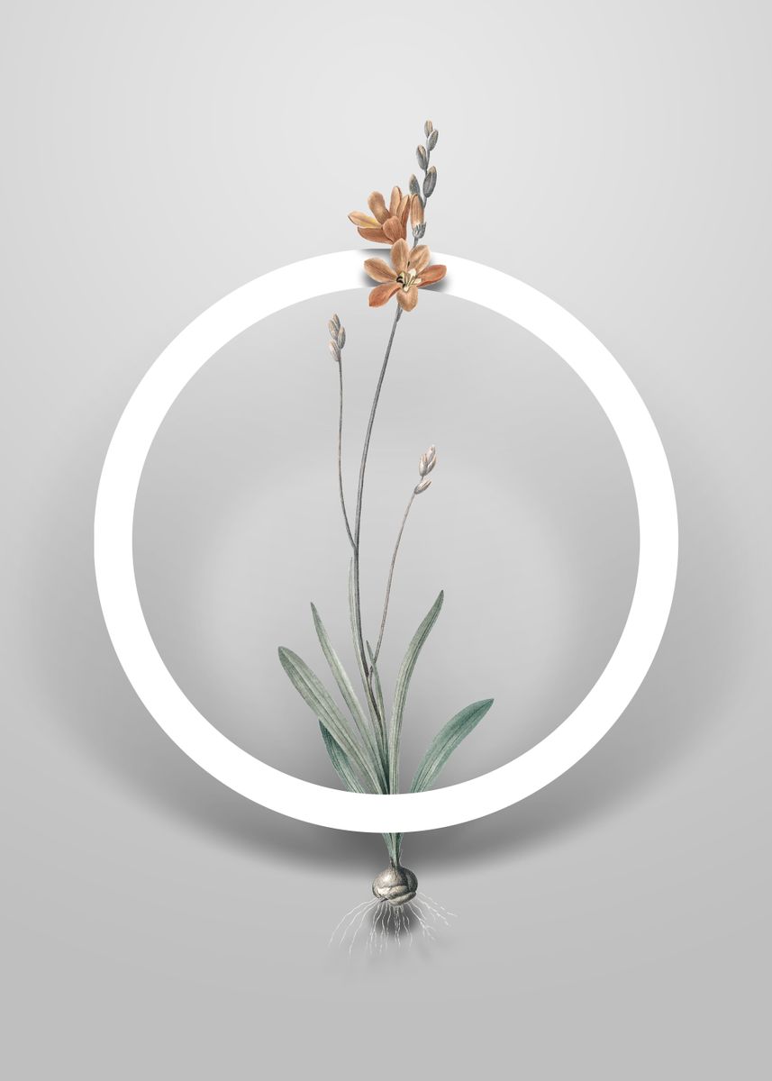 'Mossel Bay Tritonia Flower' Poster, picture, metal print, paint by ...