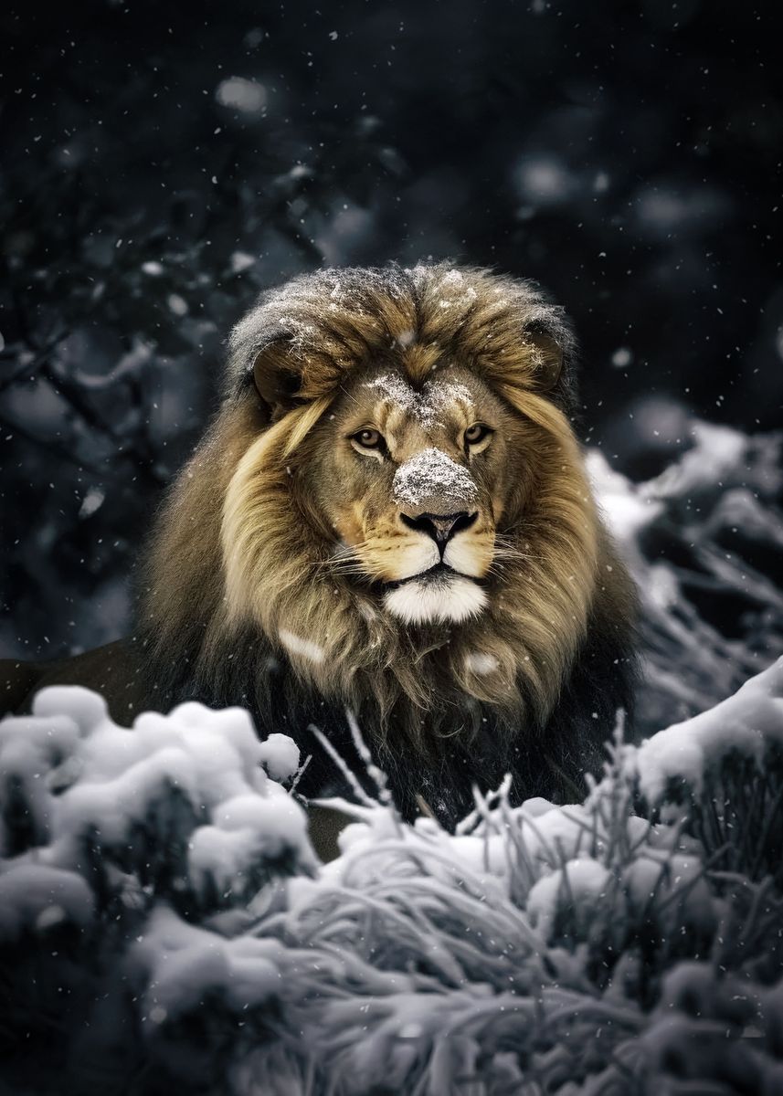 'Snow Lion' Poster, picture, metal print, paint by Bruno Macedo | Displate